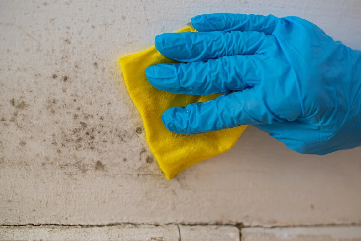The Risk Of DIY Mold Remediation | Nook-N-Kranny Home Services